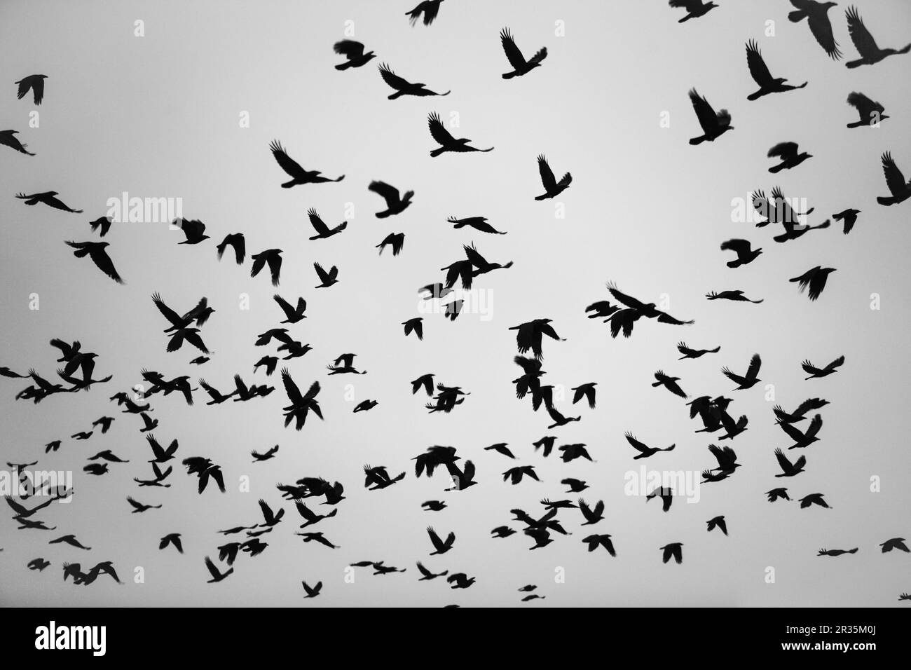 The bird flight Stock Photo - Alamy