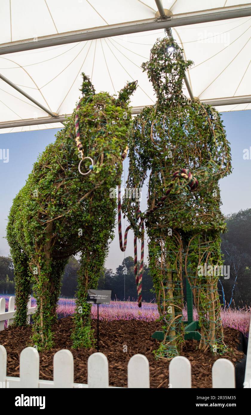 Chelsea, London, UK. 22nd May, 2023. Stanley Jackson of Agrumi Topiary ...