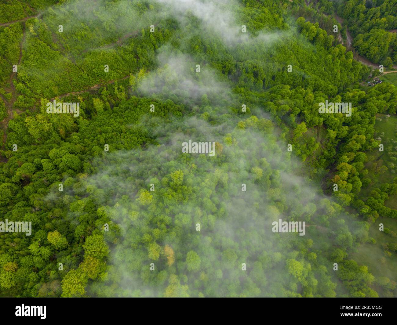 An aerial view of a green forest with a cloud cover, trees seen from ...