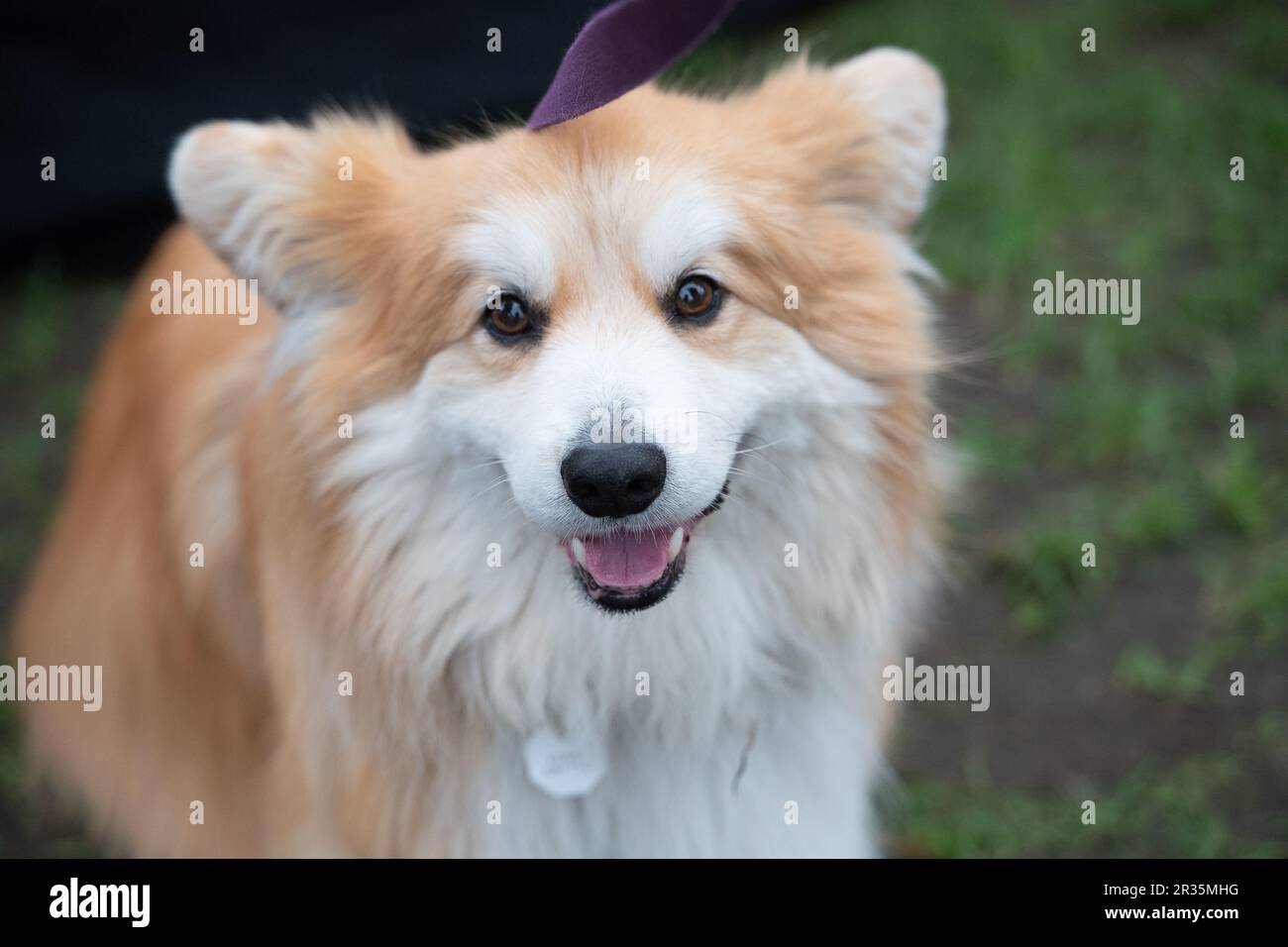 Influencer dog hi-res stock photography and images - Alamy
