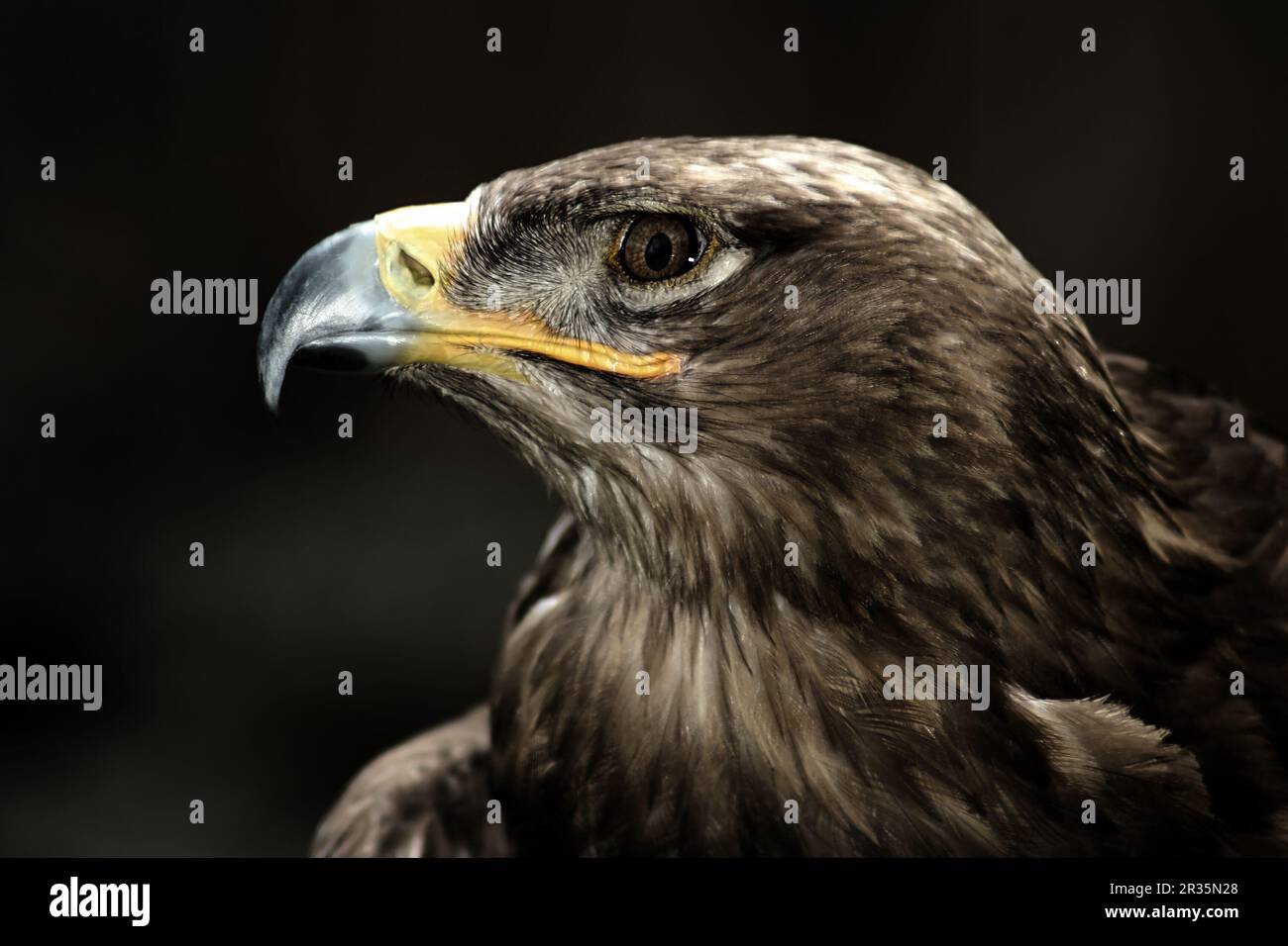 Eagle with mouse hi-res stock photography and images - Alamy