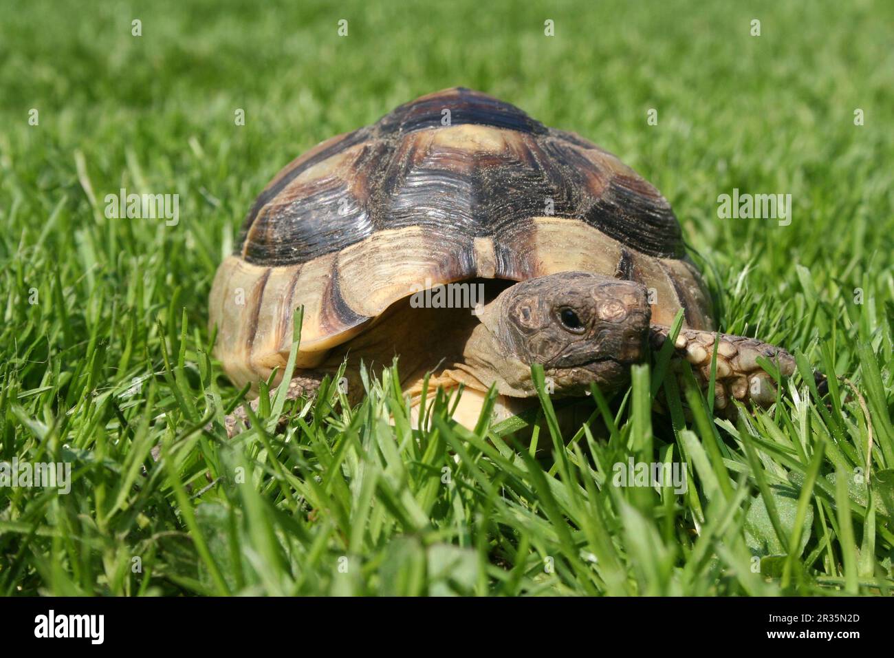 Tortoise eye hi-res stock photography and images - Alamy