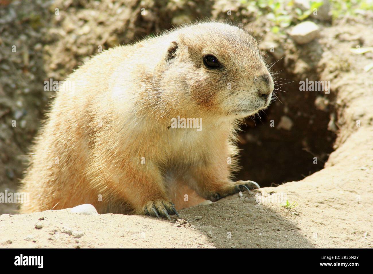 Meerkat in the desert hi-res stock photography and images - Alamy