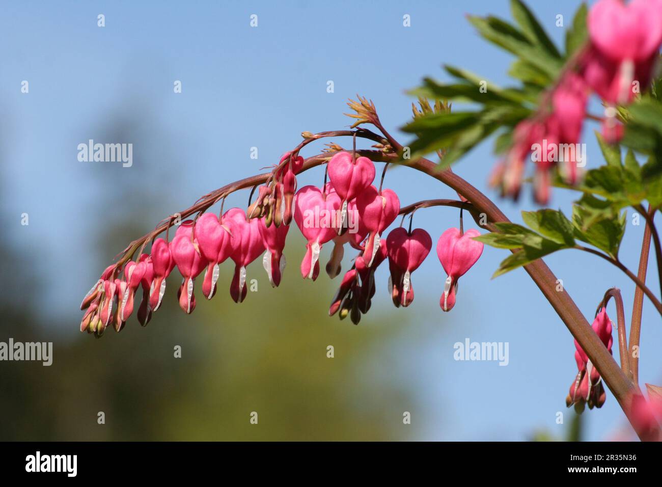 Crying heart hi-res stock photography and images - Alamy
