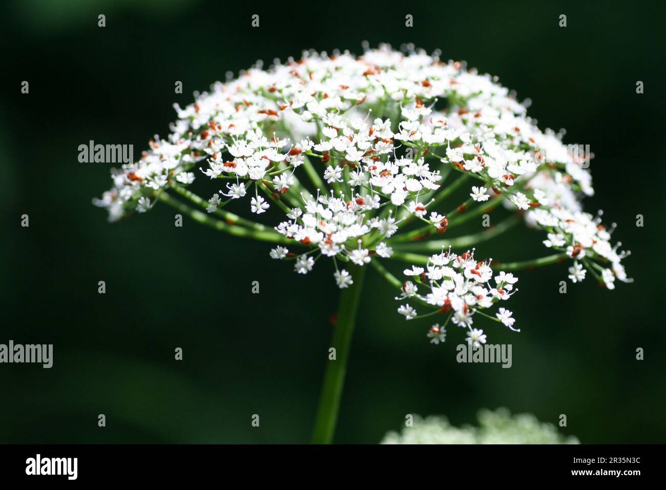 Flowering cow parsley Stock Photo - Alamy