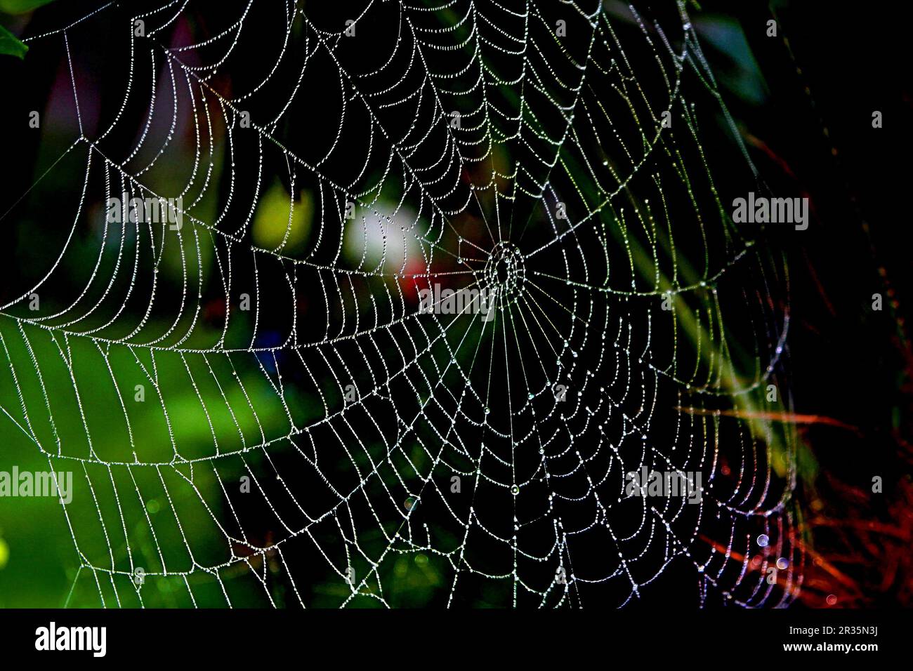 Spider web with dew Stock Photo - Alamy