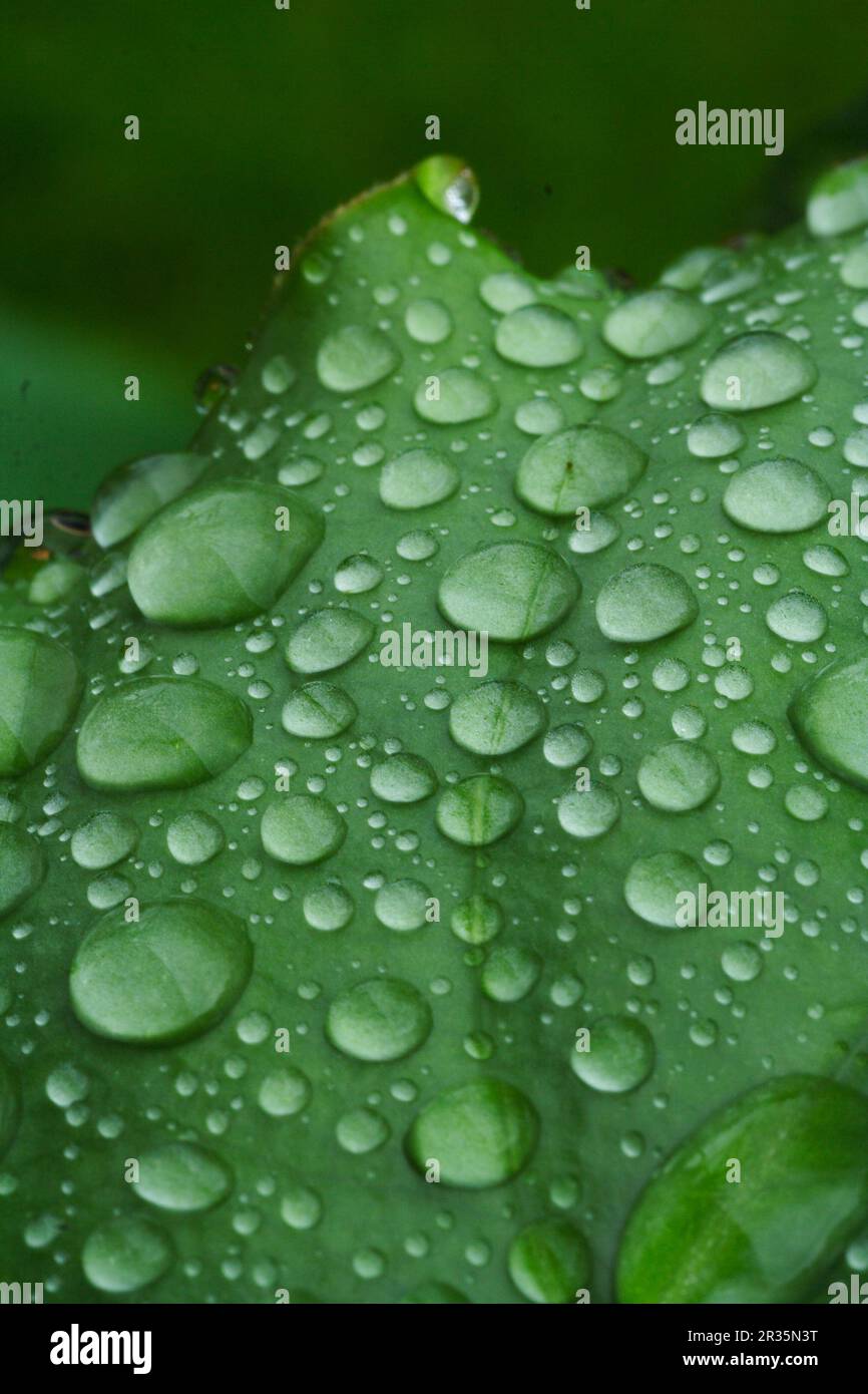 Dew drop hi-res stock photography and images - Alamy