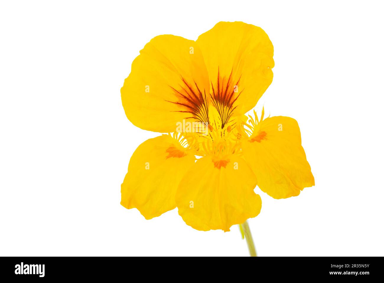 Optional white Cut Out Stock Images & Pictures - Alamy