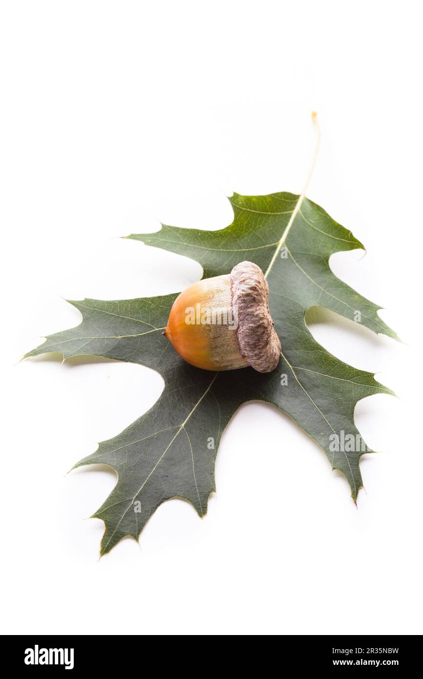 Acorn food hi-res stock photography and images - Alamy