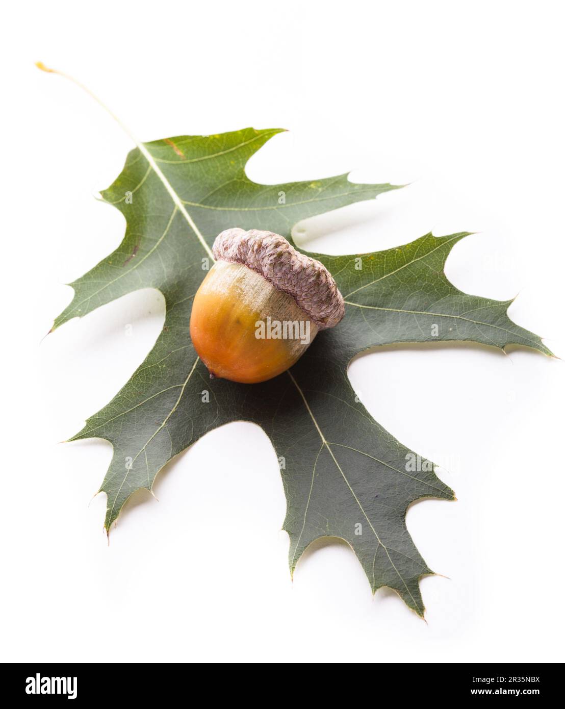 Acorn texture hi-res stock photography and images - Alamy
