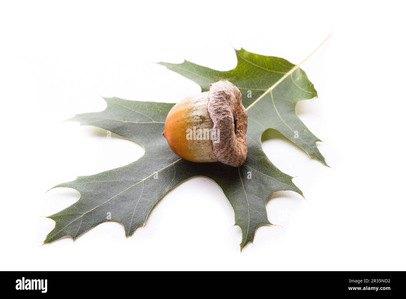 Autumn season acorn leaf Cut Out Stock Images & Pictures - Alamy