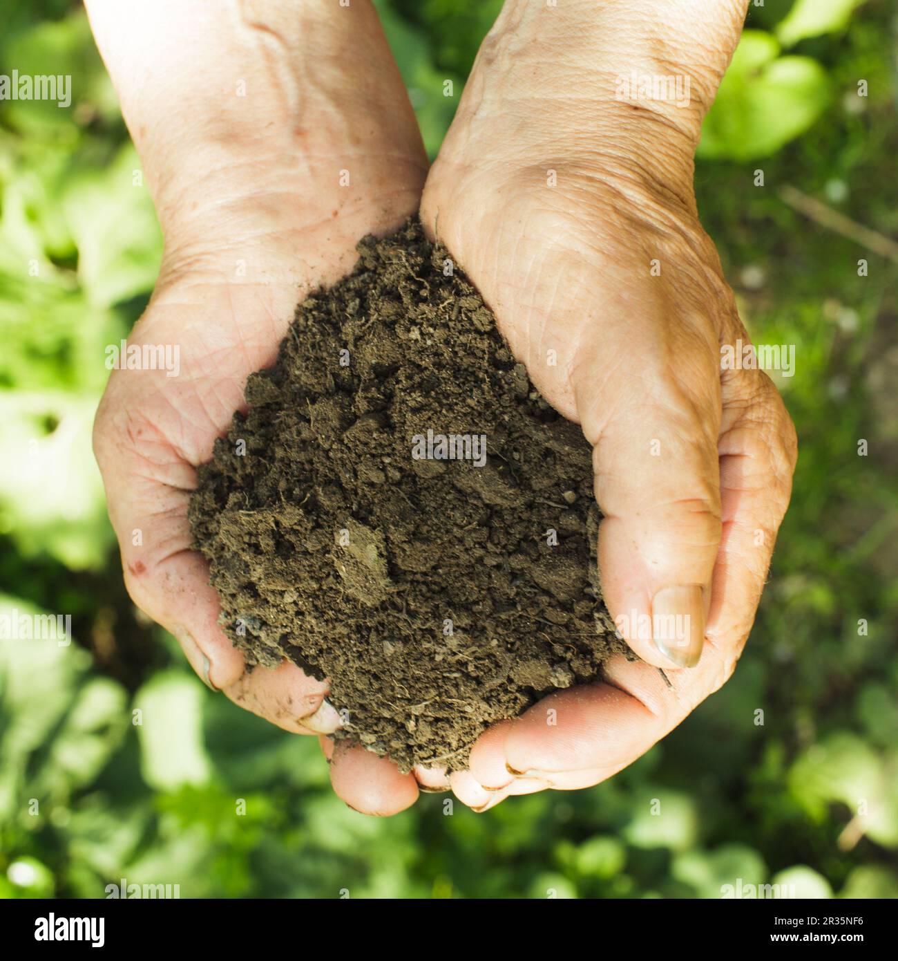 Hands with soil and plant Stock Photo - Alamy