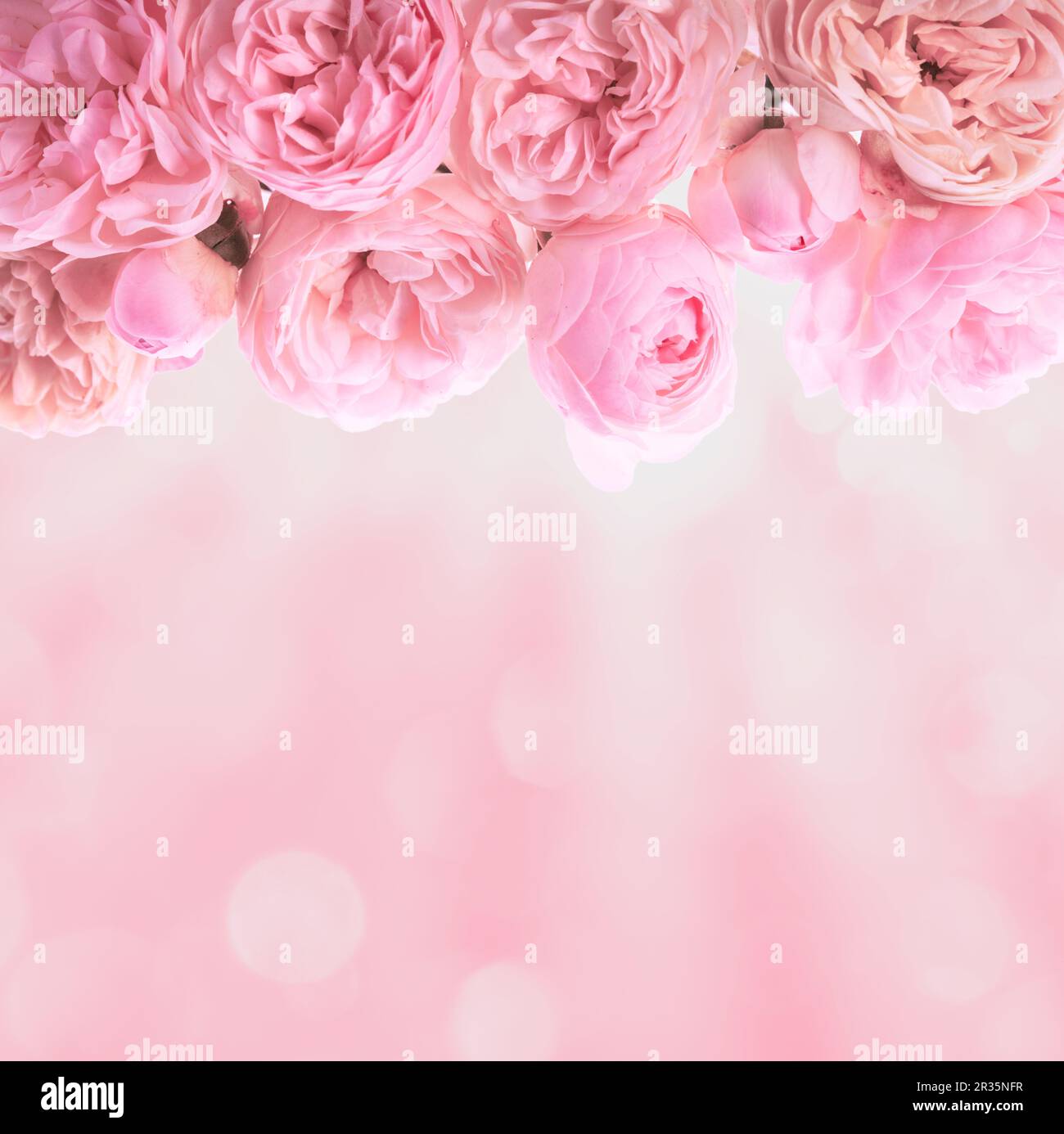 Pink roses border Stock Photo - Alamy
