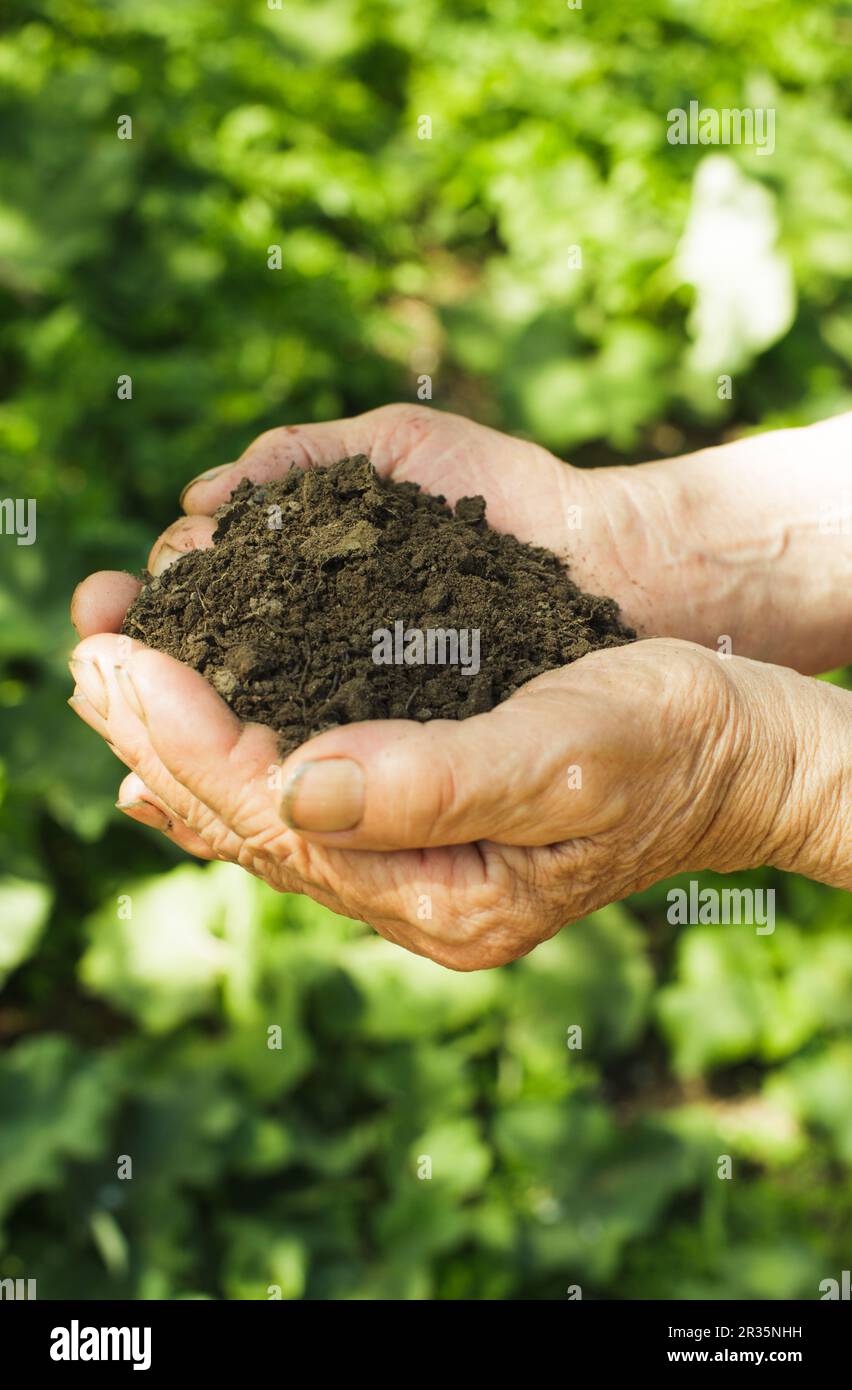 Hands with soil and plant Stock Photo - Alamy