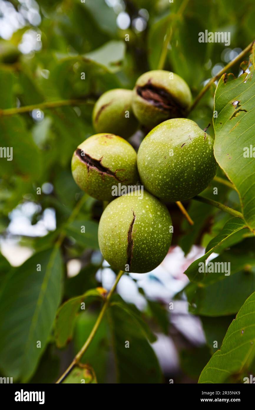 Walnut hanging on the tree hi-res stock photography and images - Alamy