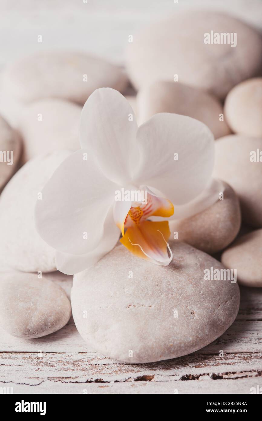 Orchid spa concept Stock Photo - Alamy