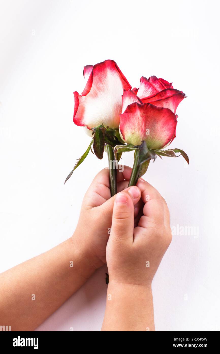 Beloved rose hi-res stock photography and images - Alamy