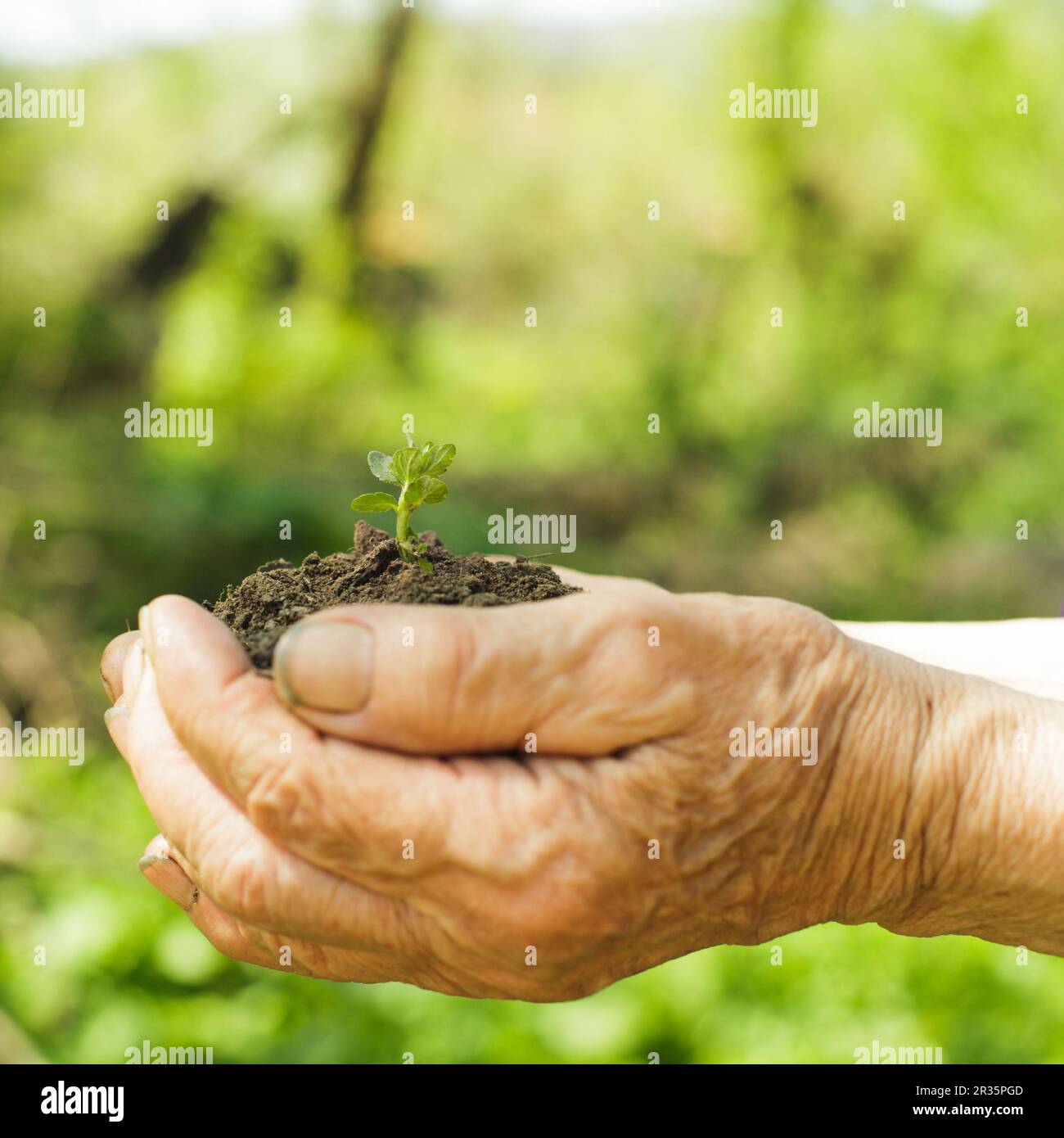 Brown hands holding soil and plant hi-res stock photography and images ...