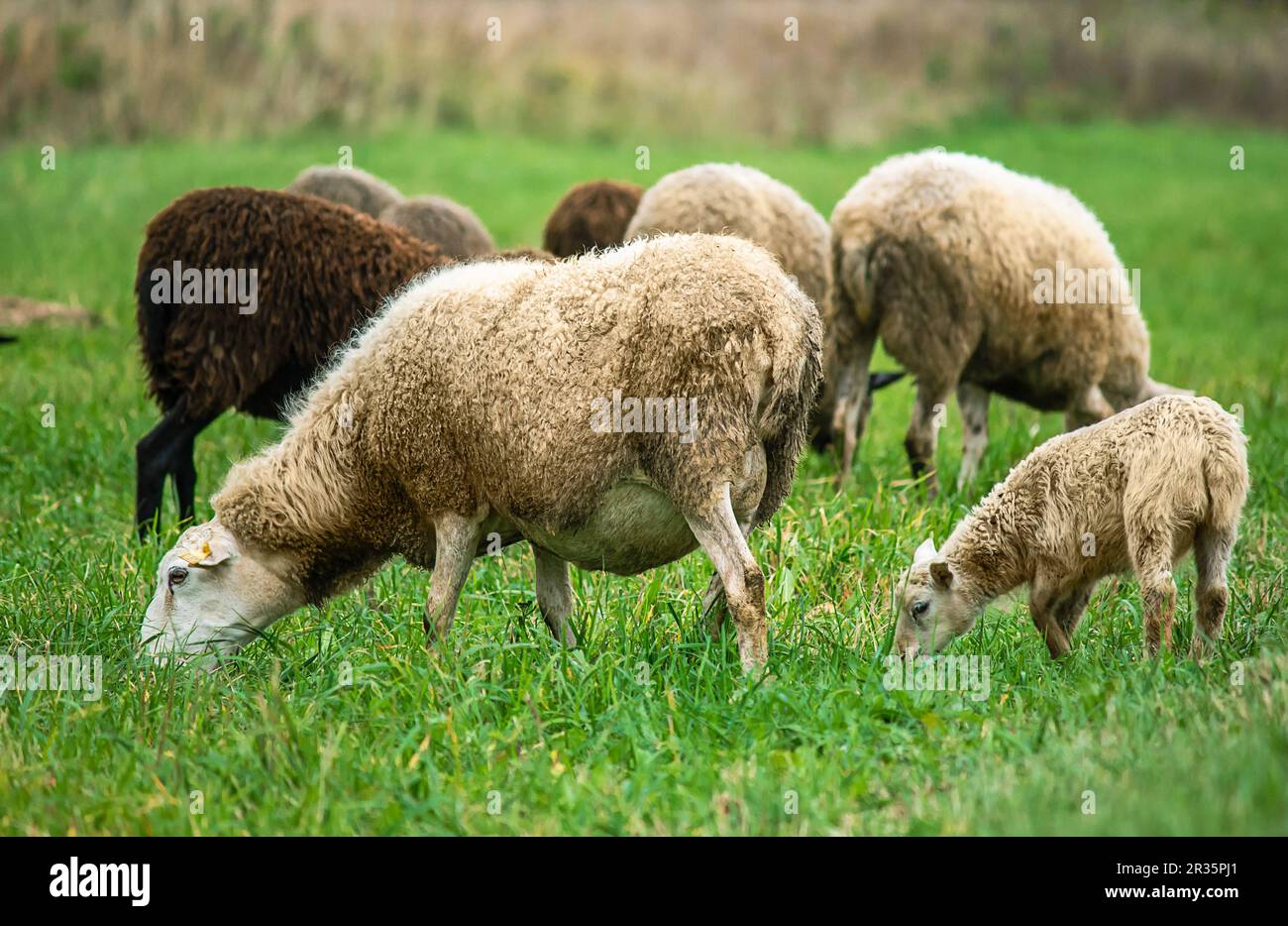 Farmers grazing cattle hi-res stock photography and images - Alamy