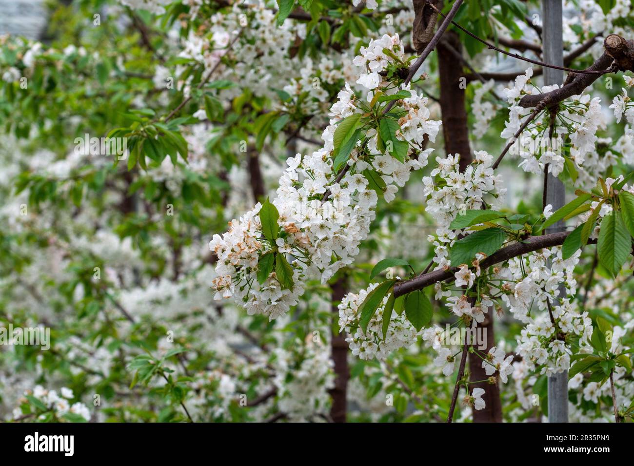 Rows of cherry trees with white blossom in fruit orchard with ...
