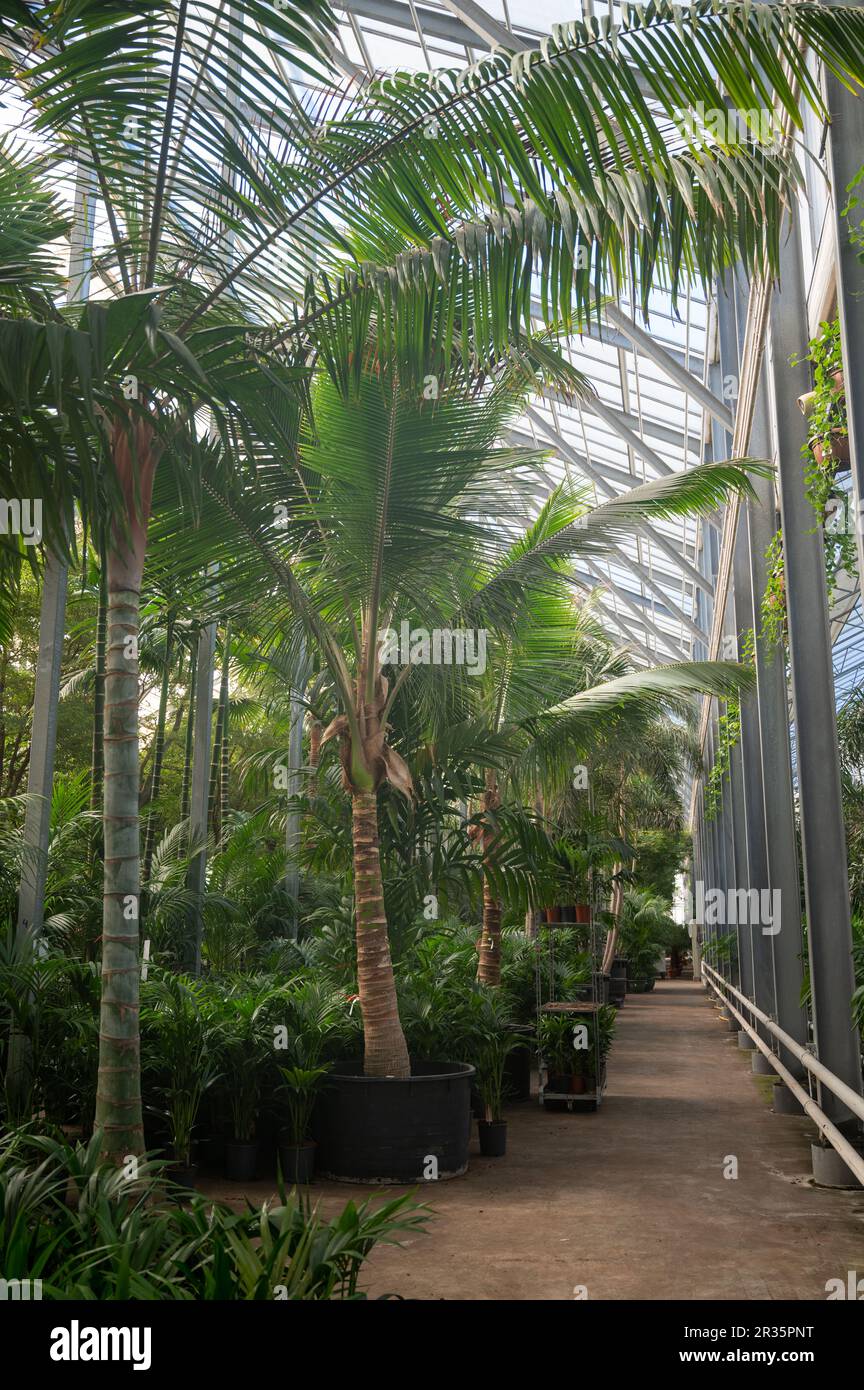 Cultivation of differenent green tropical and exotic indoor palms and ...