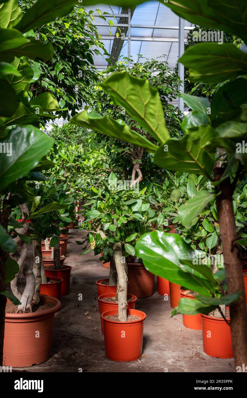 Cultivation of differenent green tropical and exotic indoor palms and ...