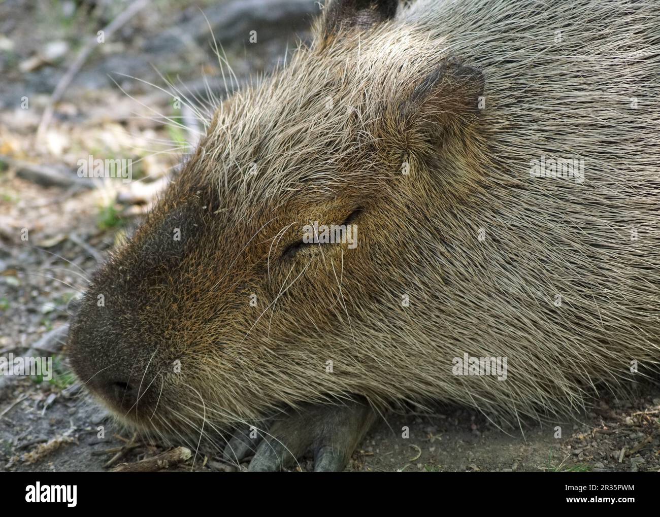 A close up of a capybara outdoors Stock Photo - Alamy