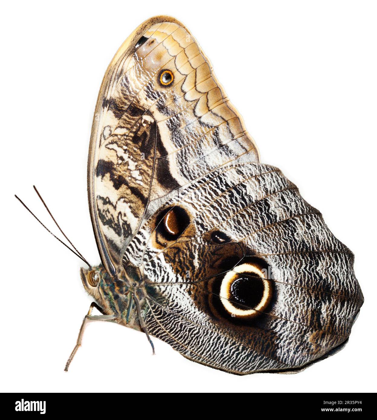 Spring butterfly Cut Out Stock Images & Pictures - Alamy