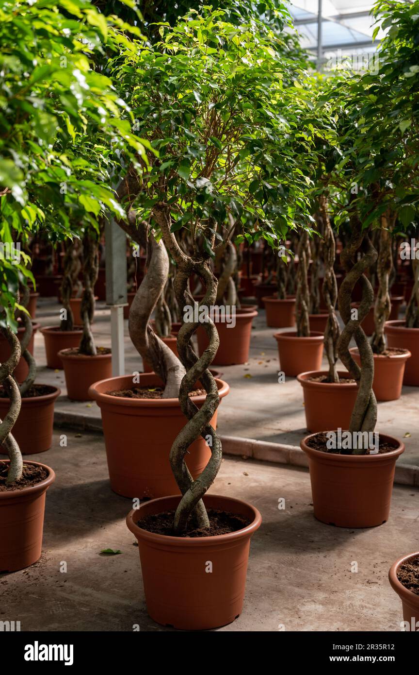 Cultivation of differenent green tropical and exotic indoor ficus ...