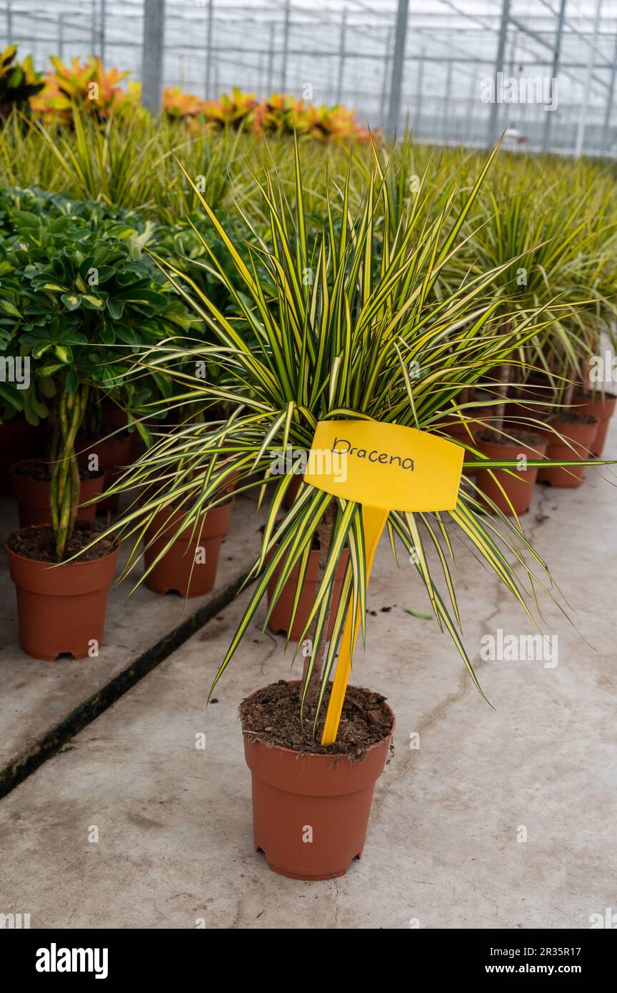Cultivation of differenent green tropical and exotic indoor palms and ...