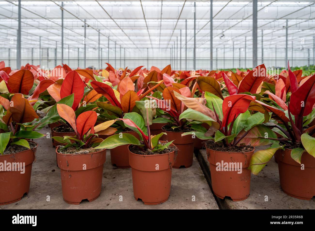 Cultivation of differenent green tropical and exotic indoor palms and ...