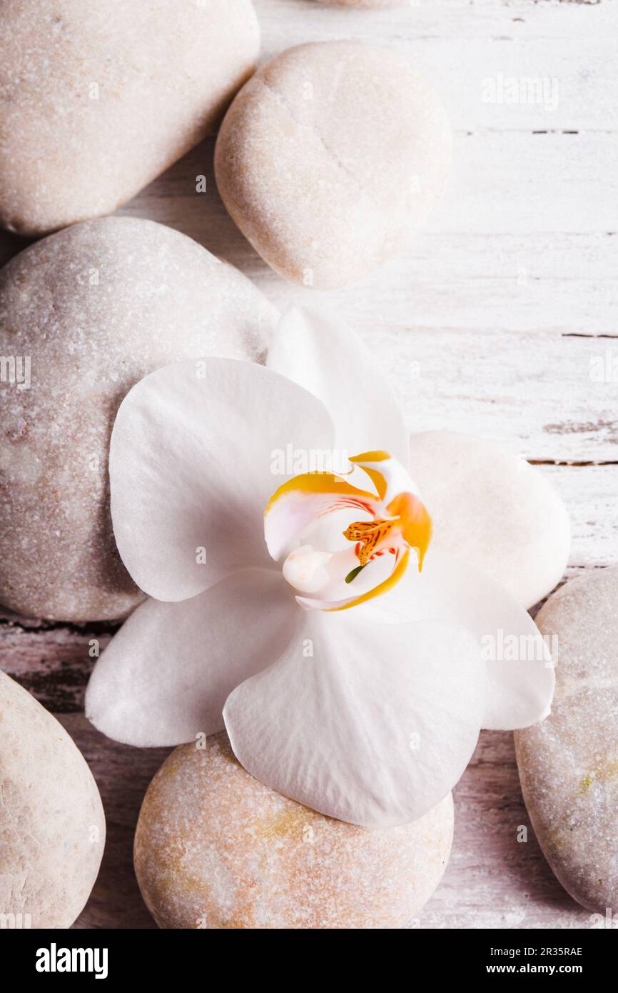 Orchid spa concept Stock Photo - Alamy