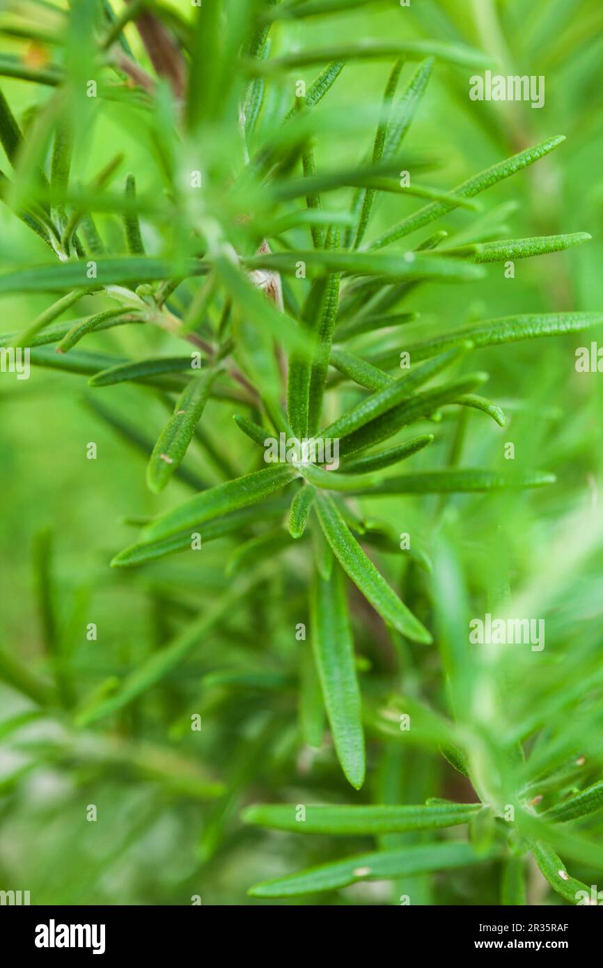 Closeup rosemary hi-res stock photography and images - Alamy