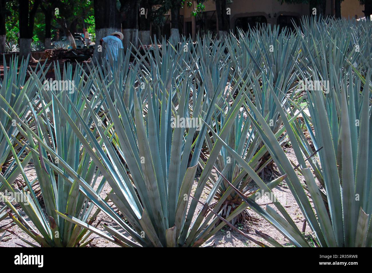 Blue Agave is used in the Production of Tequila Stock Photo - Alamy