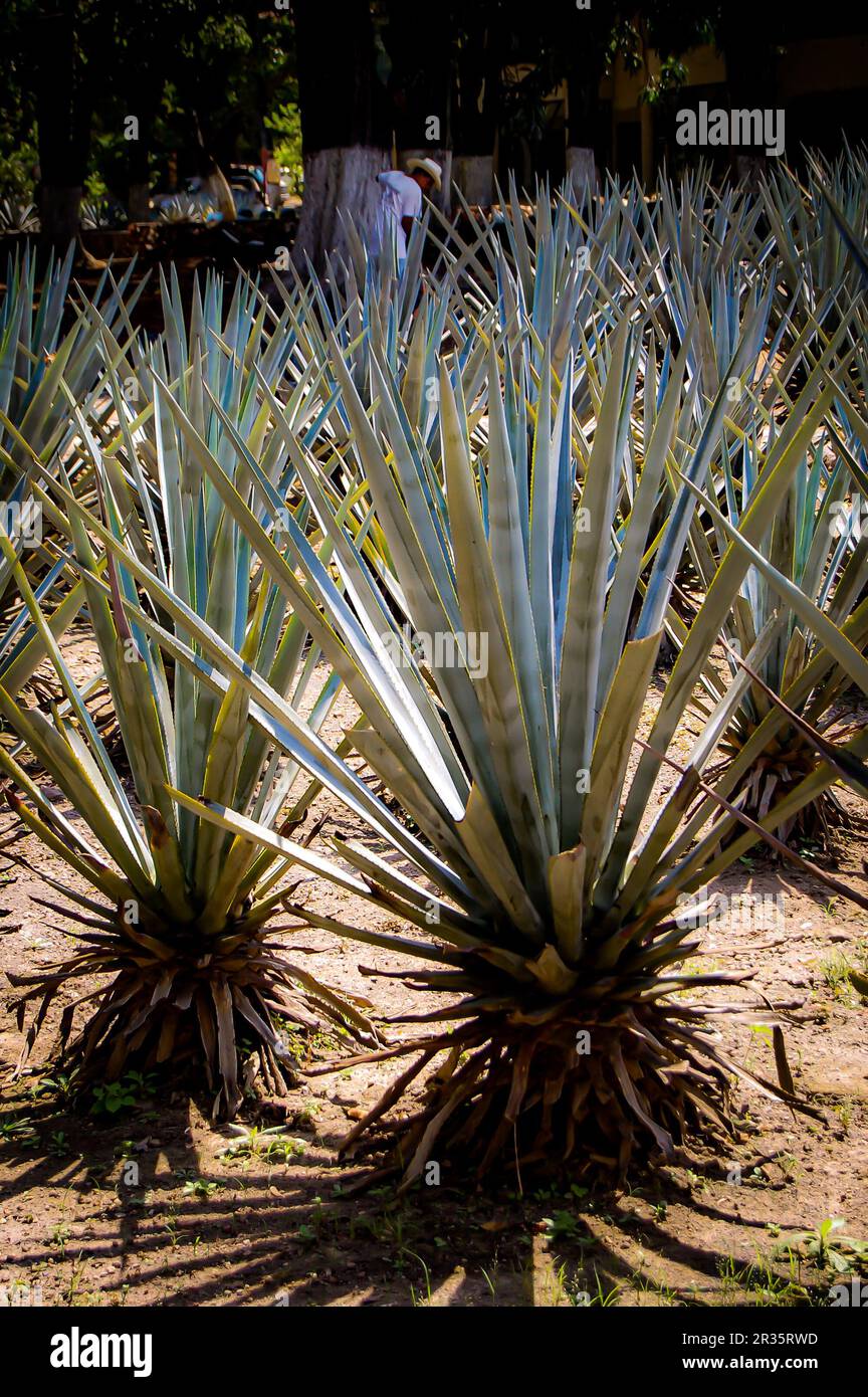 Blue Agave is used in the Production of Tequila Stock Photo - Alamy