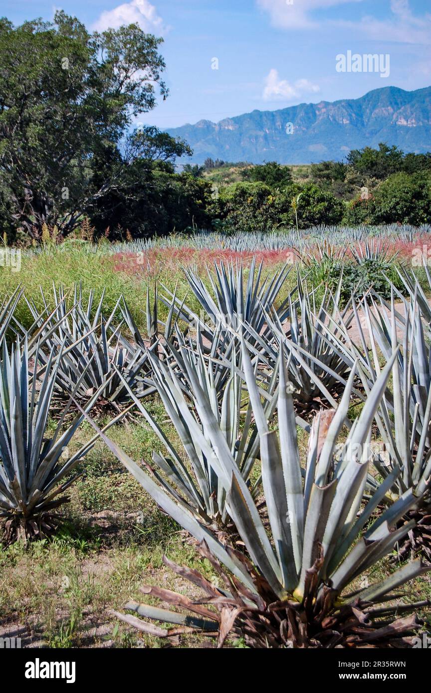Agave azul agave tequilana hi-res stock photography and images - Alamy