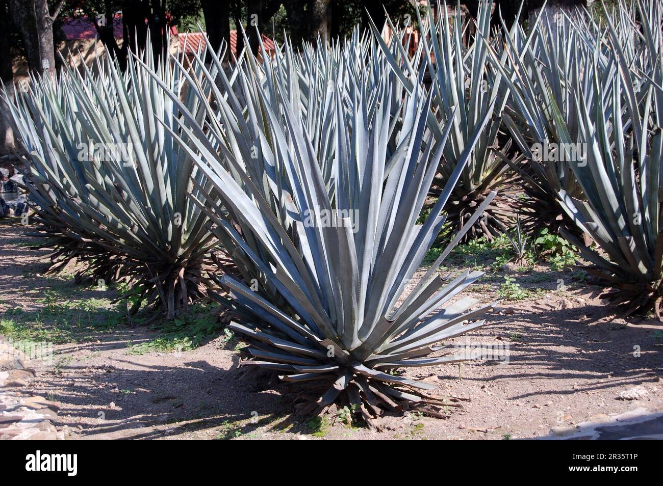Blue Agave is used in the Production of Tequila Stock Photo - Alamy