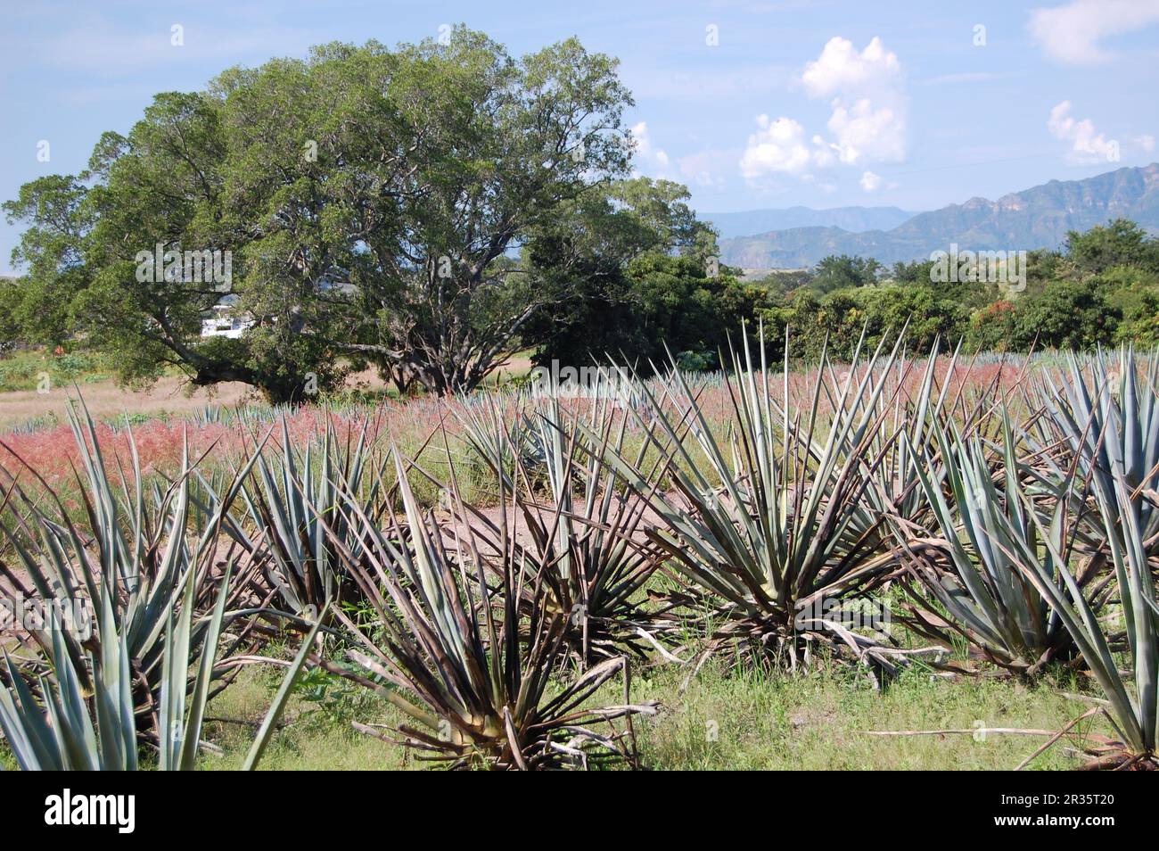 Blue Agave is used in the Production of Tequila Stock Photo - Alamy