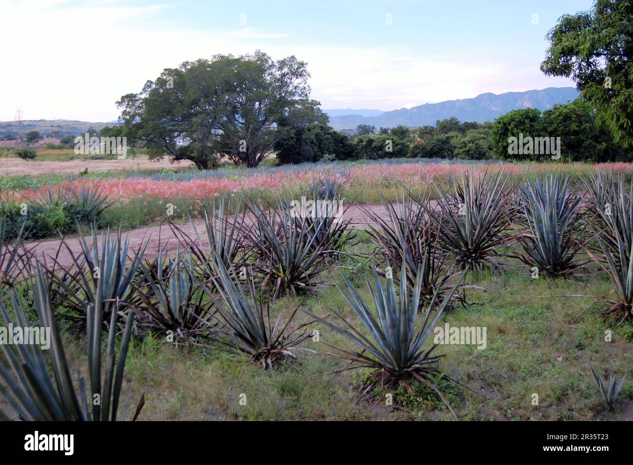 Agave Tequilana Seeds