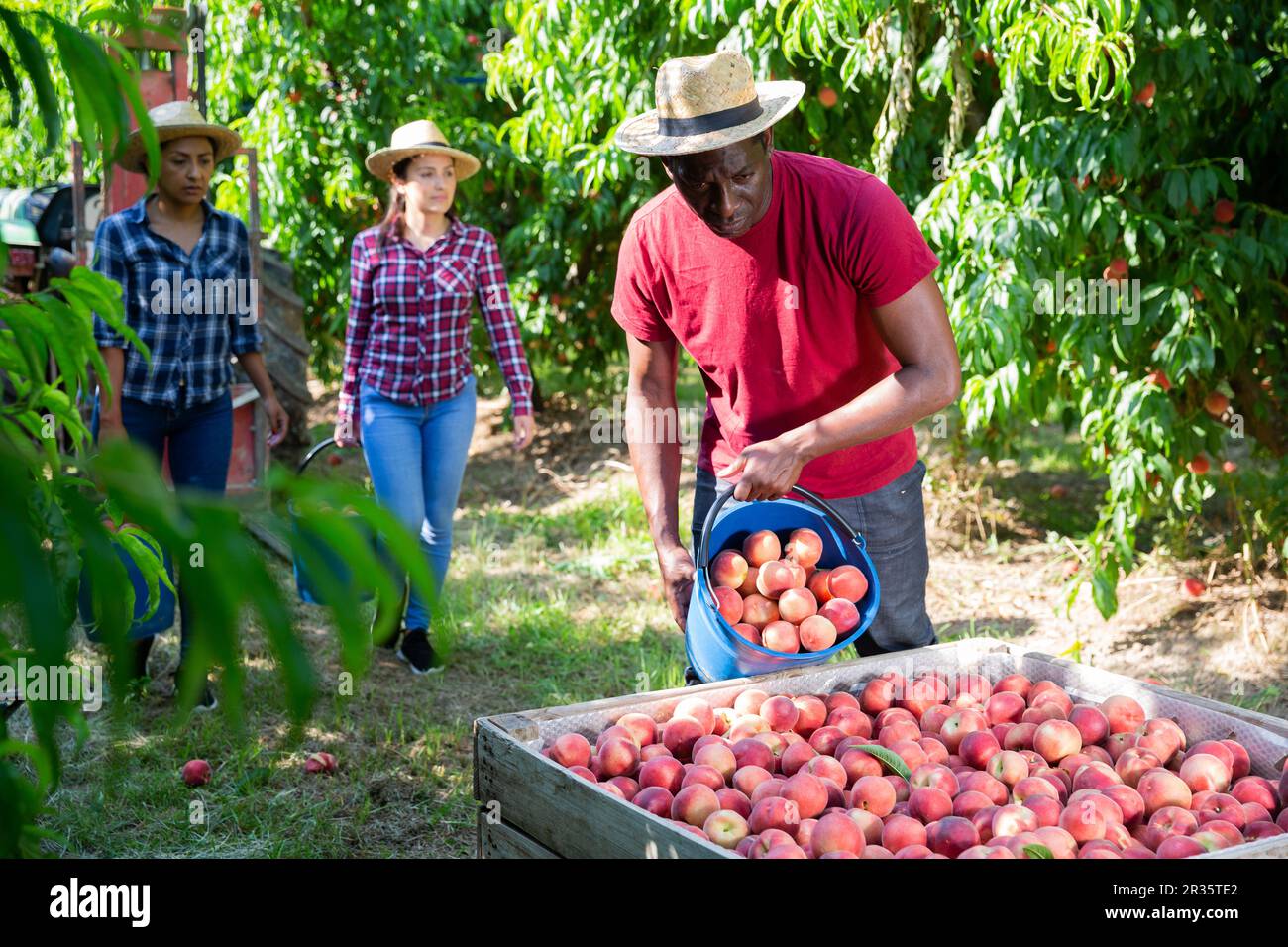 Peach tree container fruit hi-res stock photography and images - Alamy