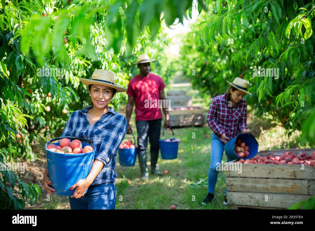 Cheerful hispanic female farmer with bucket of peaches in garden Stock ...