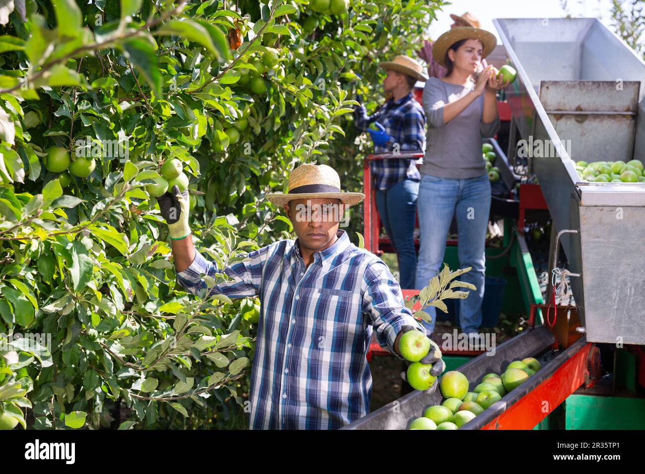 Team of workers are harvesting apples and sorting in a professional ...