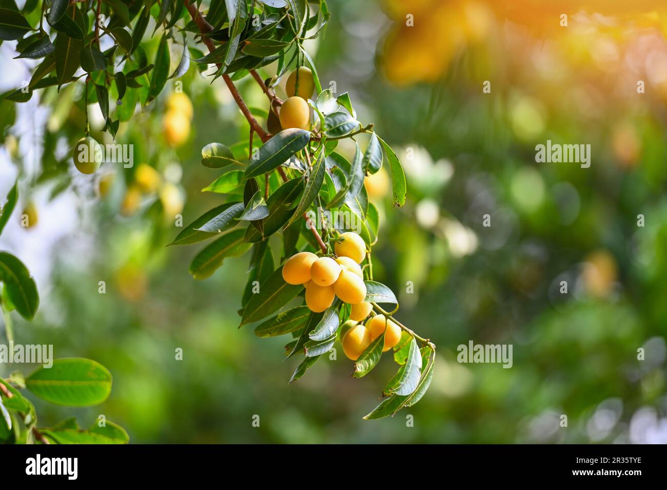 Marian plum fruit in marian plum tree in the garden tropical fruit ...