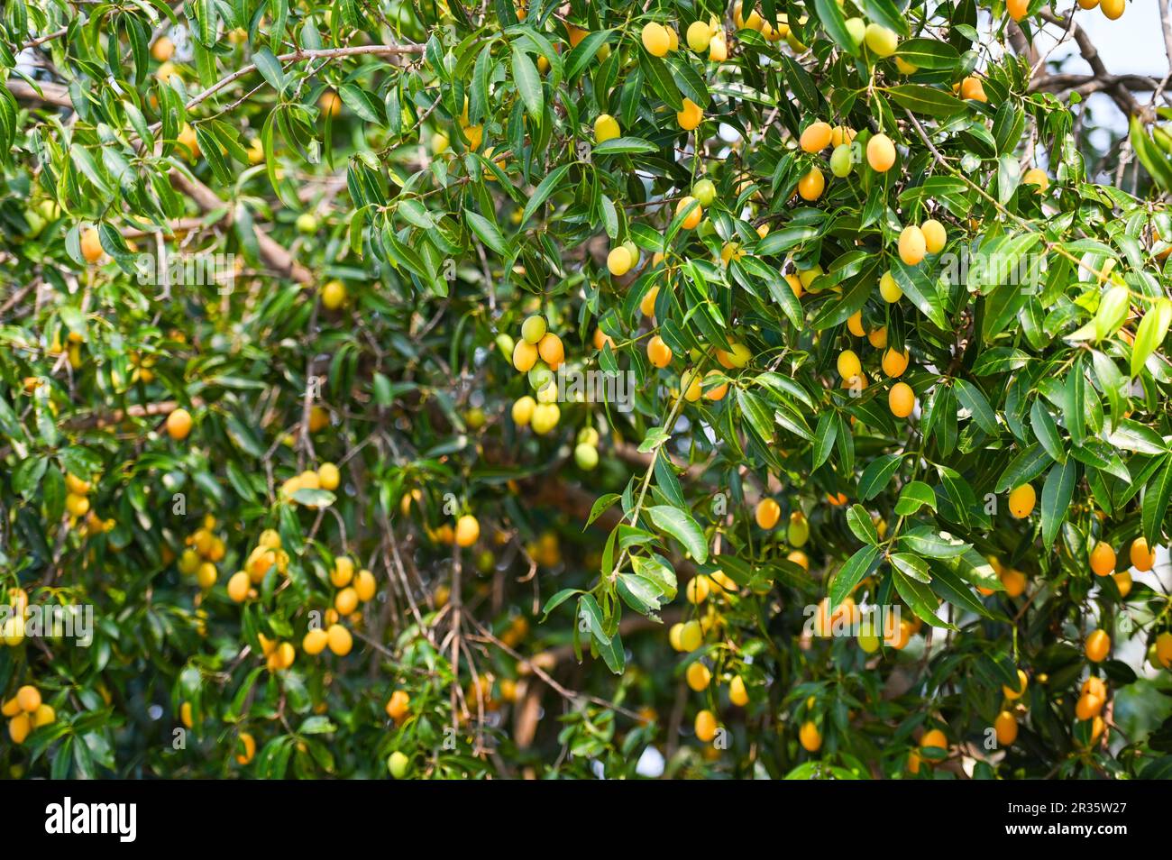 Marian plum fruit in marian plum tree in the garden tropical fruit ...