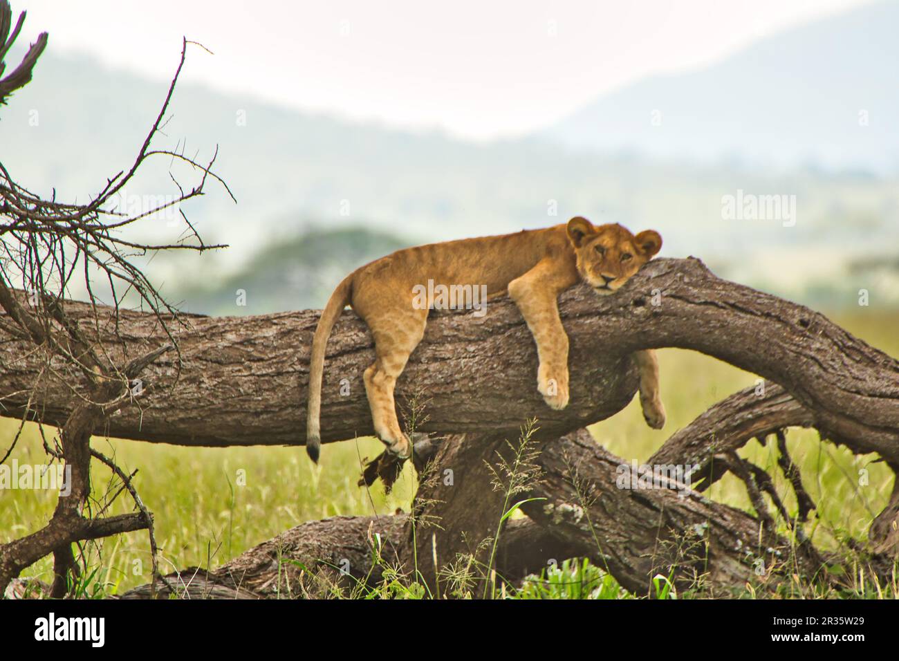 Lioness resting on a tree branch at Serengeti National Park, Tanzania ...