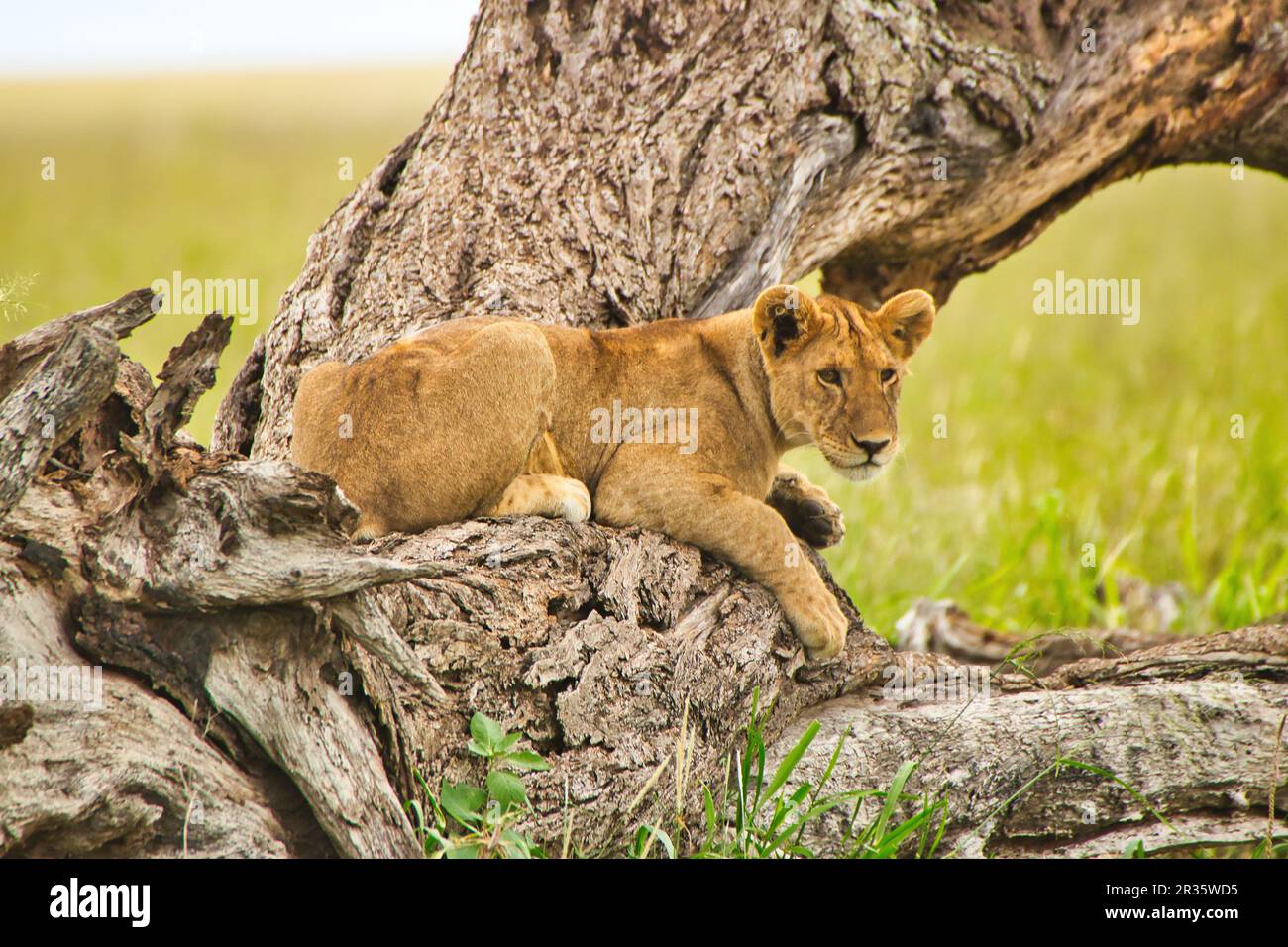 Lioness resting on a tree branch at Serengeti National Park, Tanzania ...