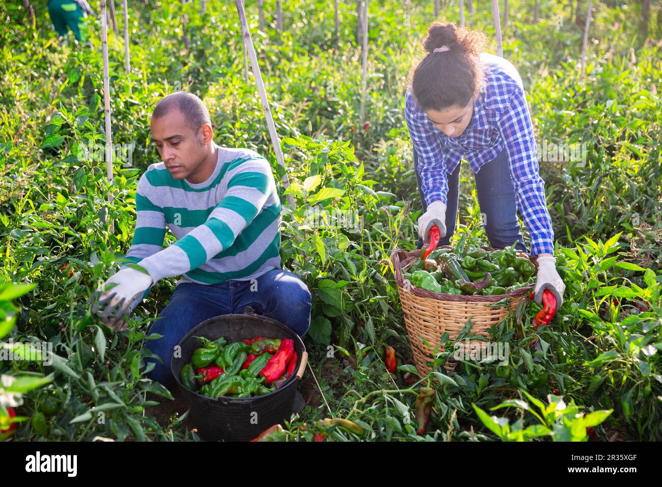 Male and female horticulturists harvesting bell peppers Stock Photo - Alamy