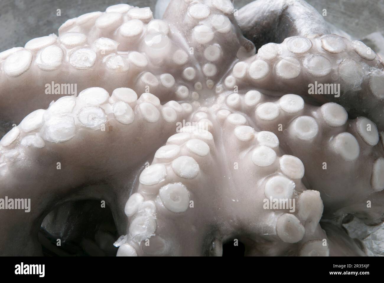 Frozen octopus hi-res stock photography and images - Alamy