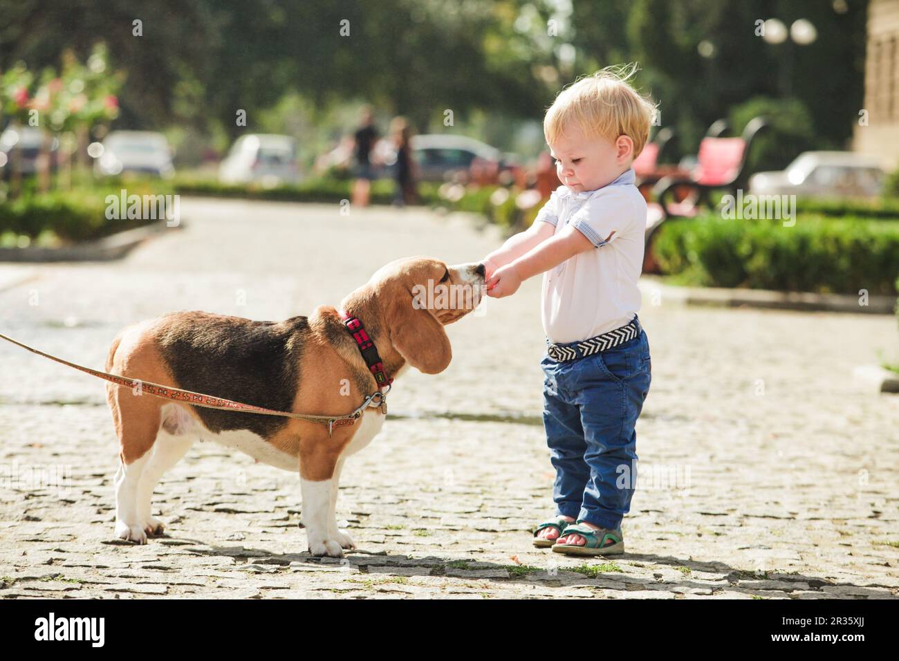 Child kid boy dog treat pet hi-res stock photography and images - Alamy