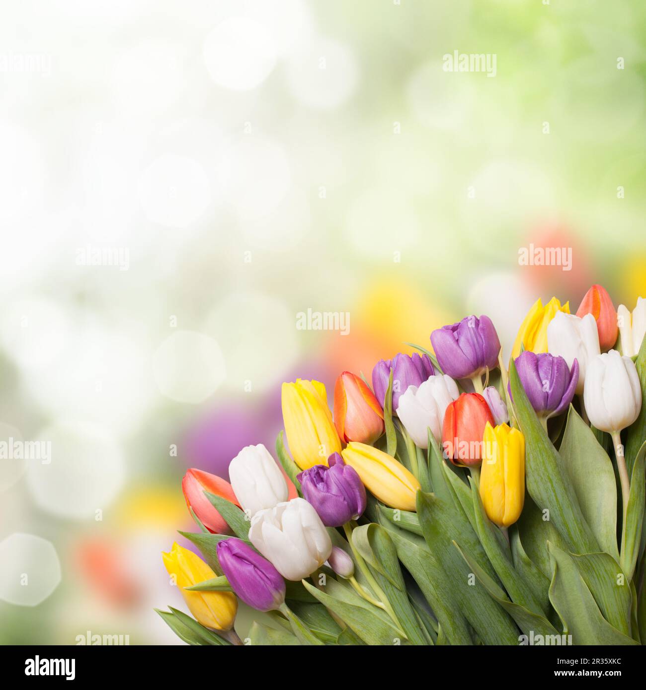 Colorful tulips over blur Stock Photo - Alamy